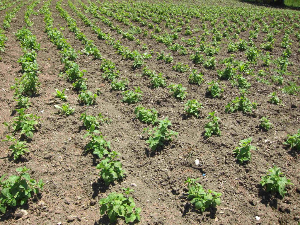 Agro-MAP GACP cultivation - Agro-MAP